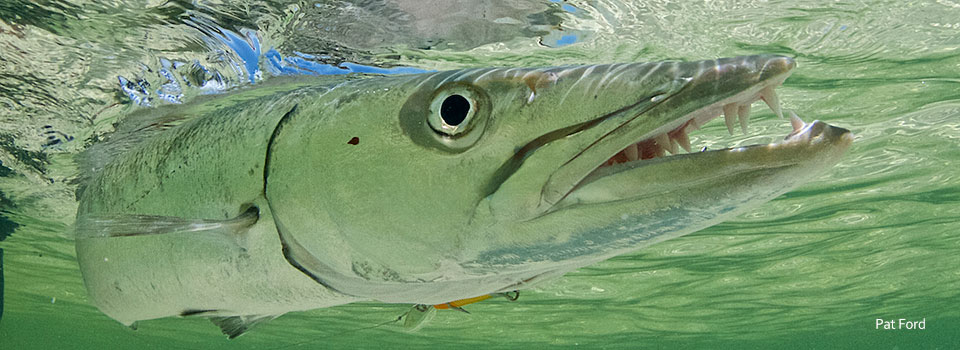 barracudabowlkeywest | CUDA BOWL Barracuda Tournament Key West